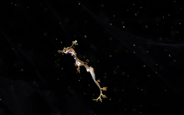 Baby Dragons Hatched at Birch Aquarium