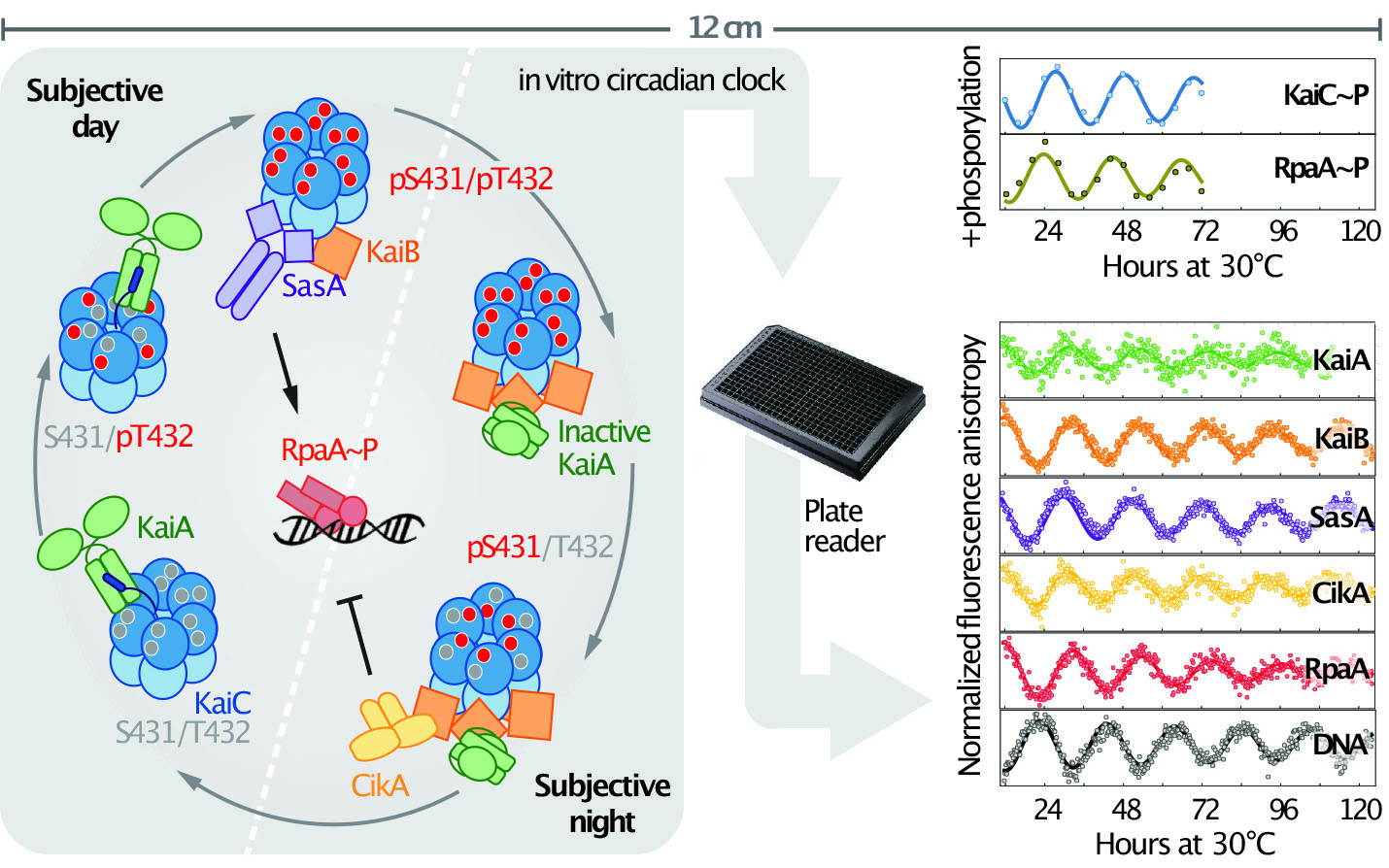 Scientists Assemble a Biological Clock in a Test Tube to Study How it Works