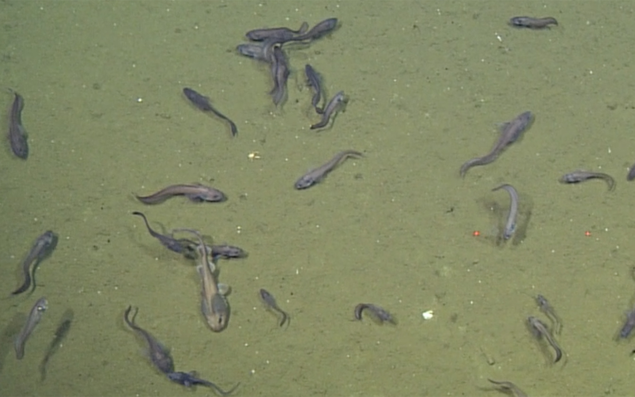 In Waters Almost Completely Devoid of Oxygen, Thriving Fish Populations
