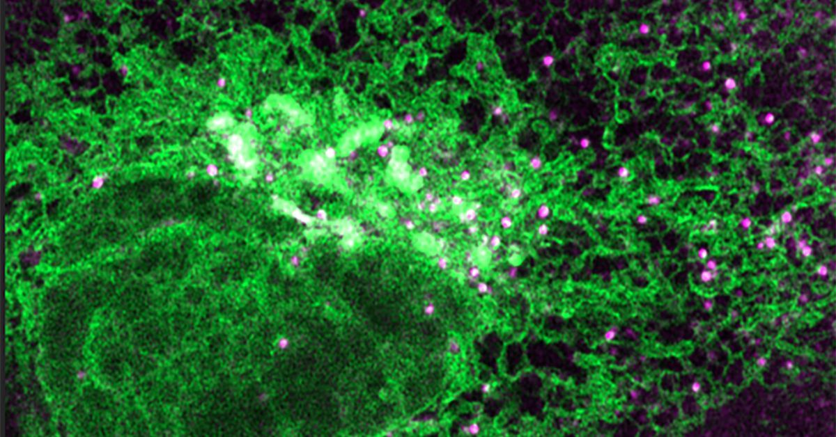 Itay Budin and Christopher Obara Named Allen Distinguished Investigators