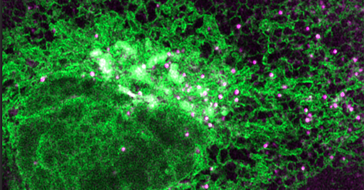 Itay Budin and Christopher Obara Named Allen Distinguished ...