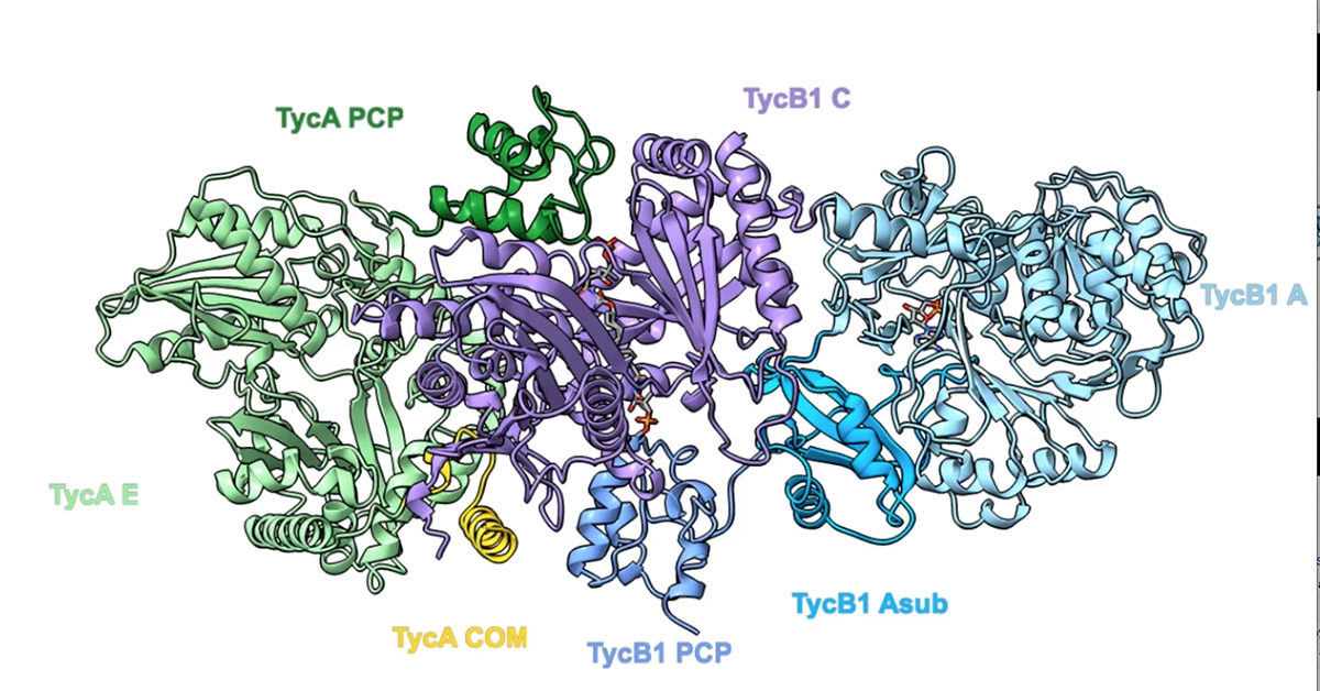 Visualizing a Key Step in How an NRPS Enzyme Produces an Antibiotic ...