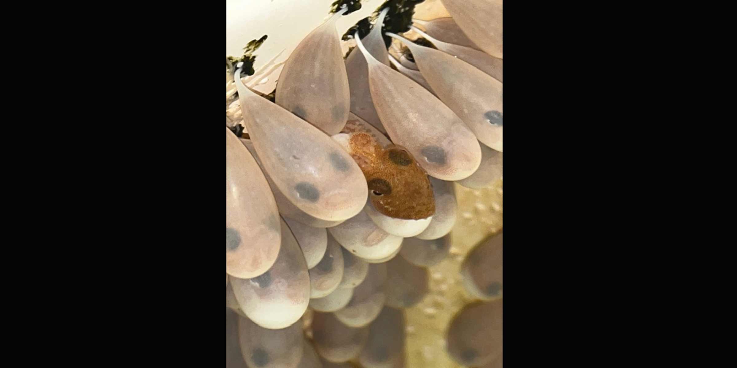 Rescued Octopus Provides Rare Chance for Researchers to Understand Life ...