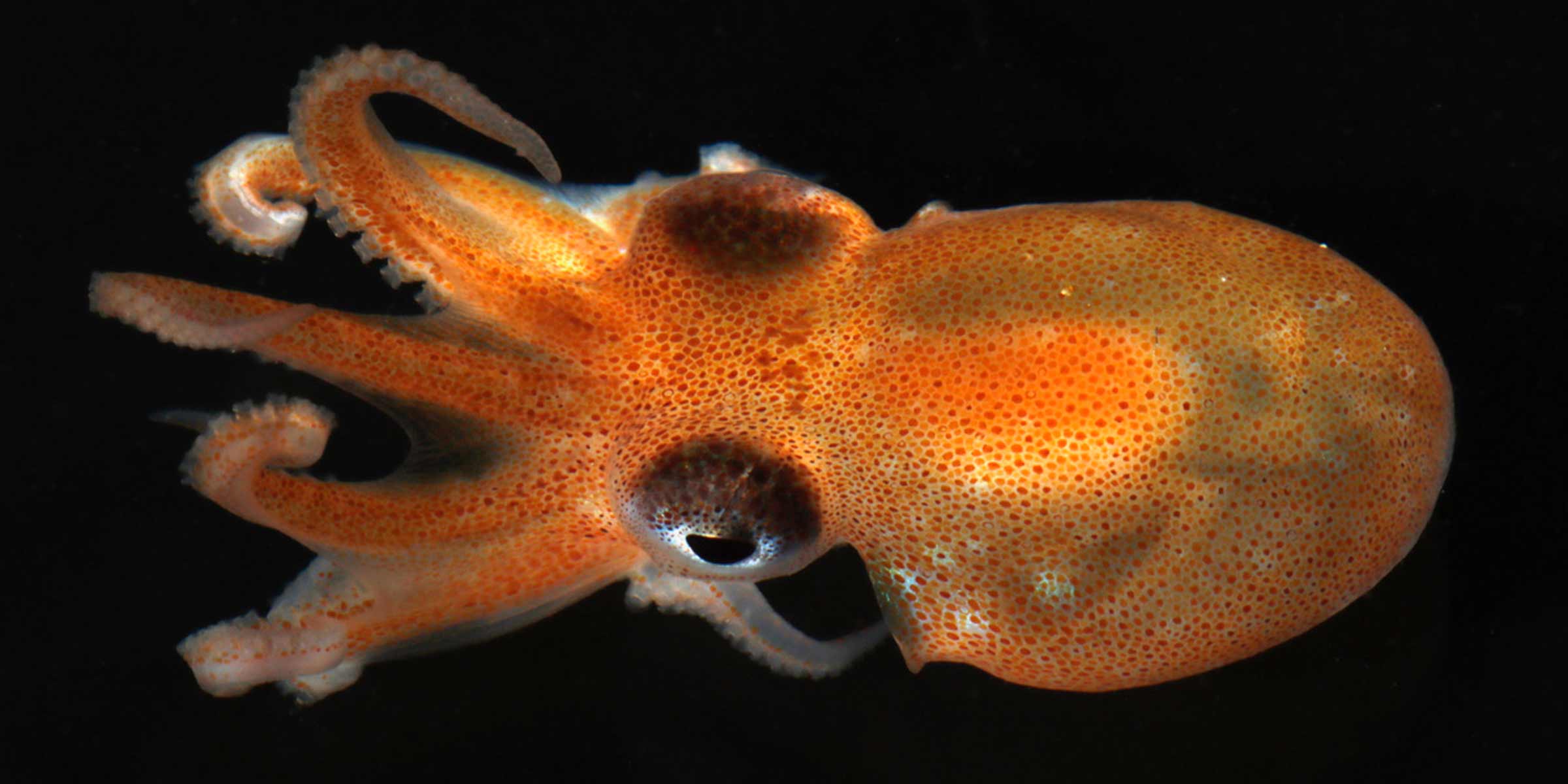 Rescued Octopus Provides Rare Chance for Researchers to Understand Life ...