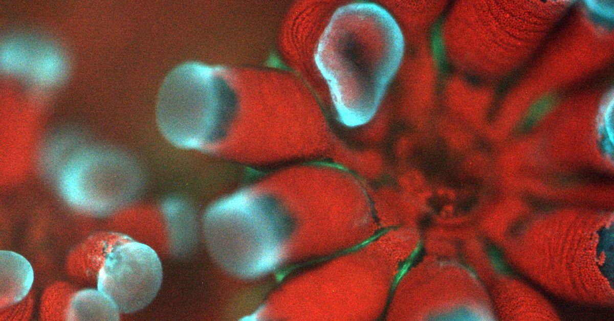 New Species Survival Commission Fills Critical Gap in Conservation