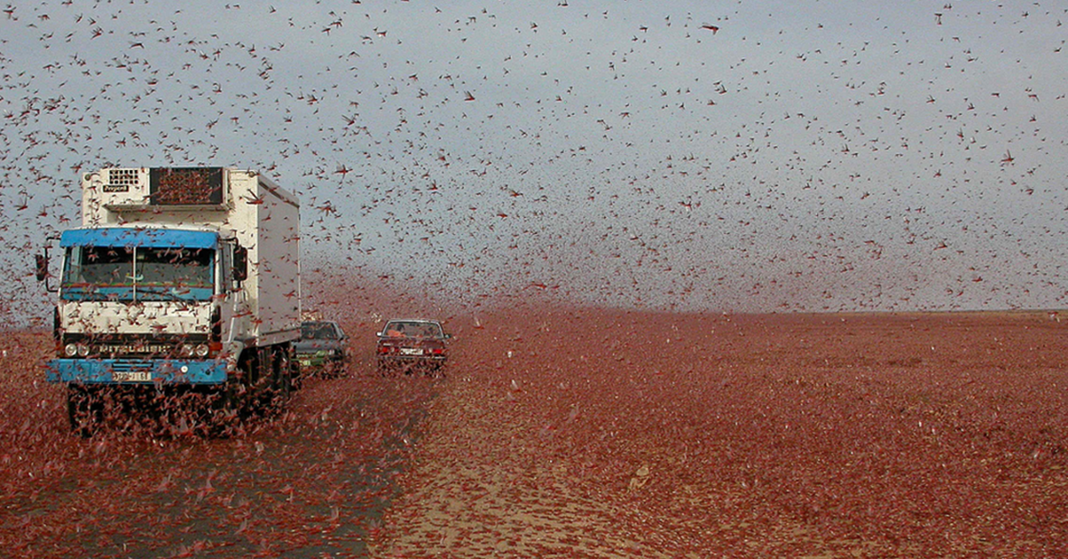 What Desert Locusts Reveal About Disaster Monitoring