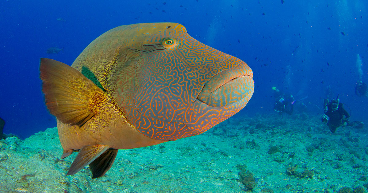 New Database Expands Understanding of Pacific Coral Reef Fish – San ...